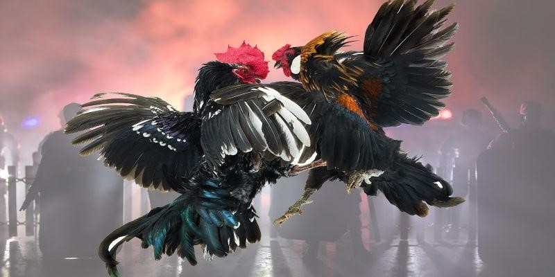 The most popular fighting chicken breeds in live cockfighting and how ...
